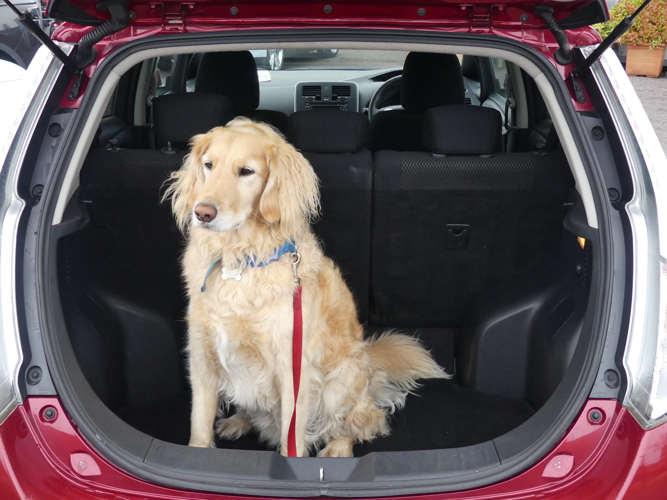 10 out of 10 dogs prefer electric cars! – EV Experts